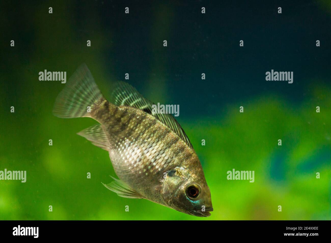 Tilapia swimming hi-res stock photography and images - Alamy