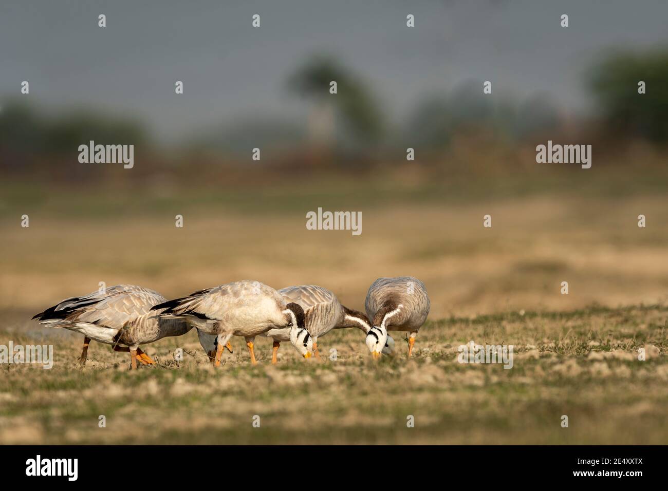 bar- headed or bar headed goose family or flock in an open field or ...