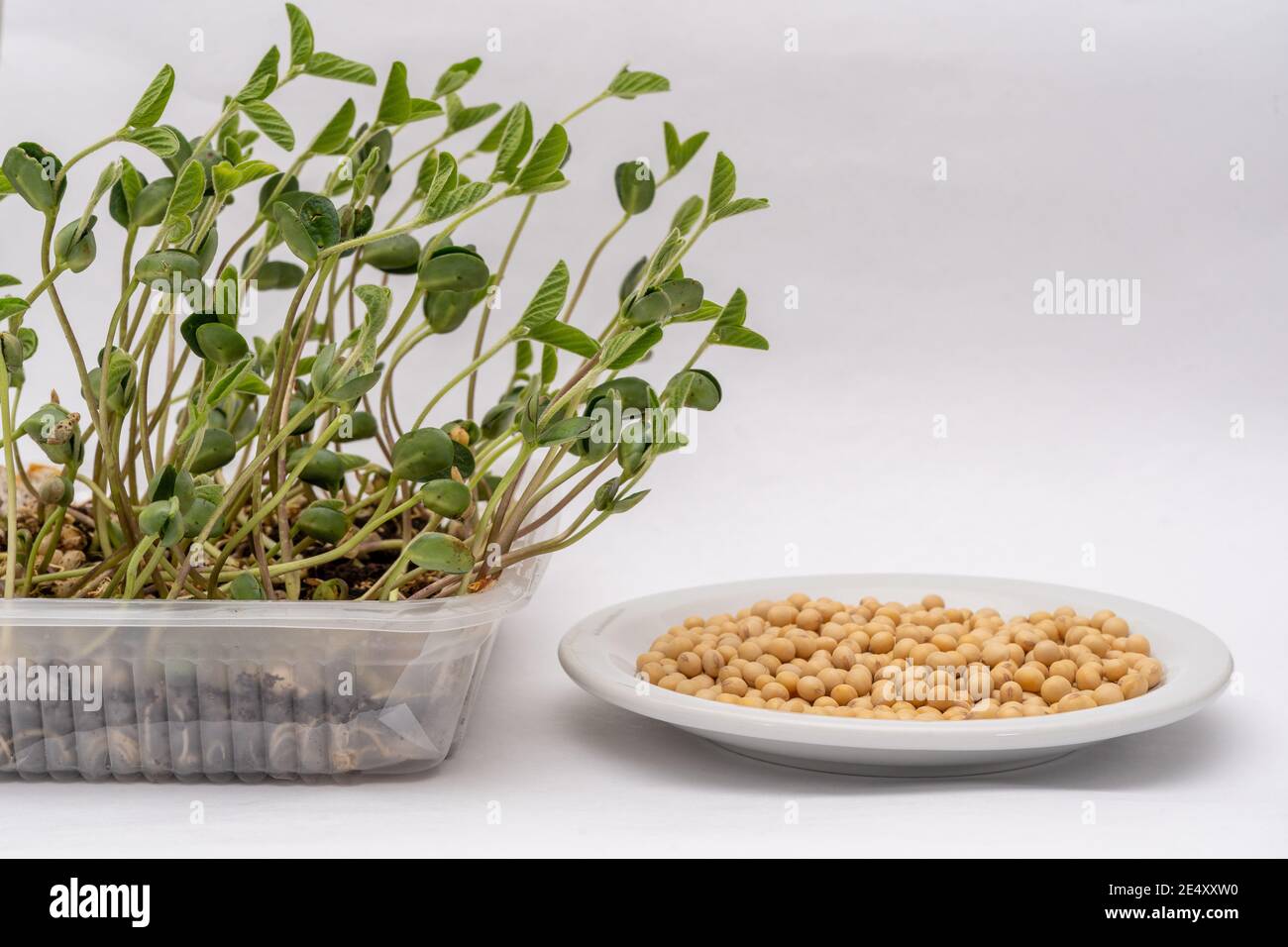 A box of growing microgreen soya and soya grains on a white background ...