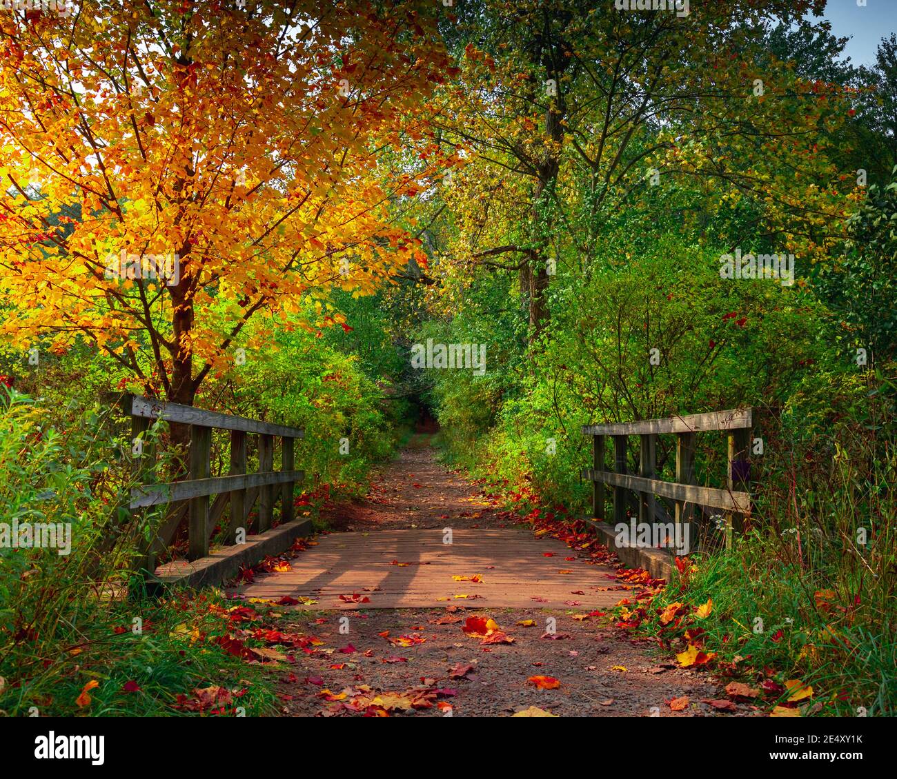 A trail through a beautiful autumn forest in Upstate New York Stock ...