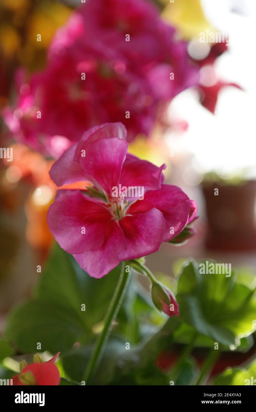 Guzel cicekler hi-res stock photography and images - Alamy