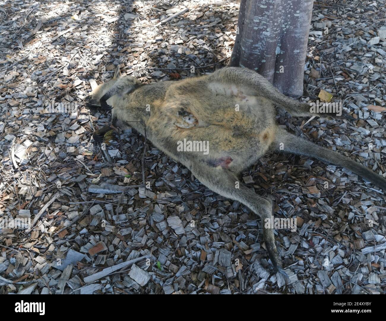 Dead wallaby hit by a car lying on the ground Stock Photo - Alamy