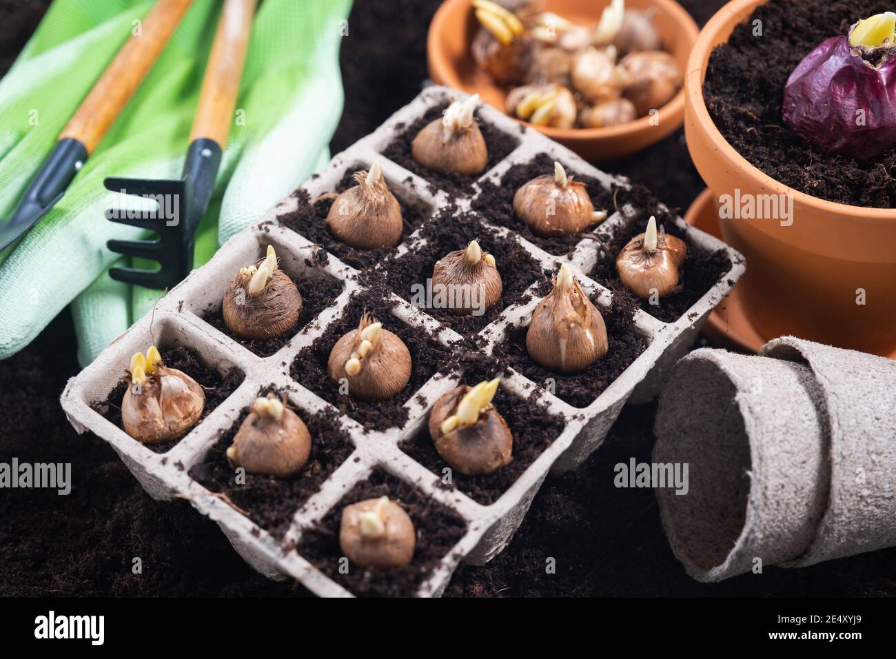 Planting spring flowers. Gardening tools and bulbous seedlings planted ...
