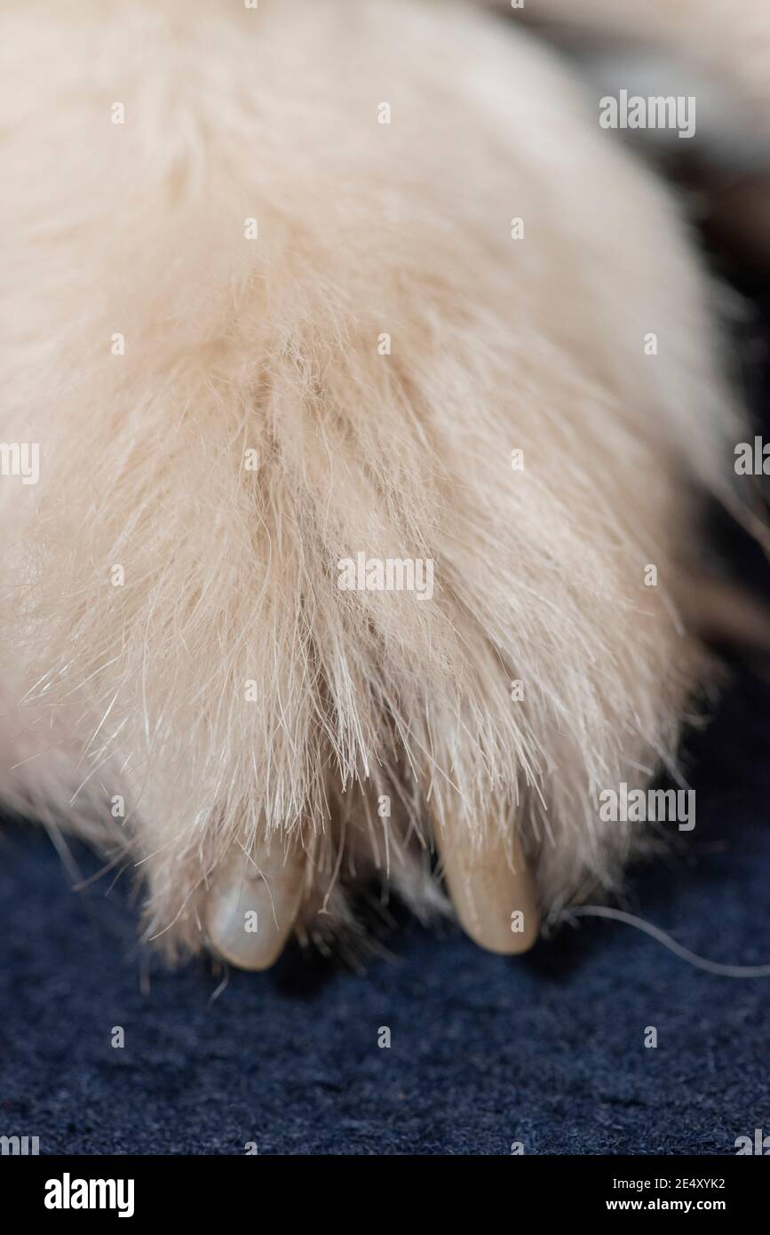 Furry paw hi-res stock photography and images - Alamy