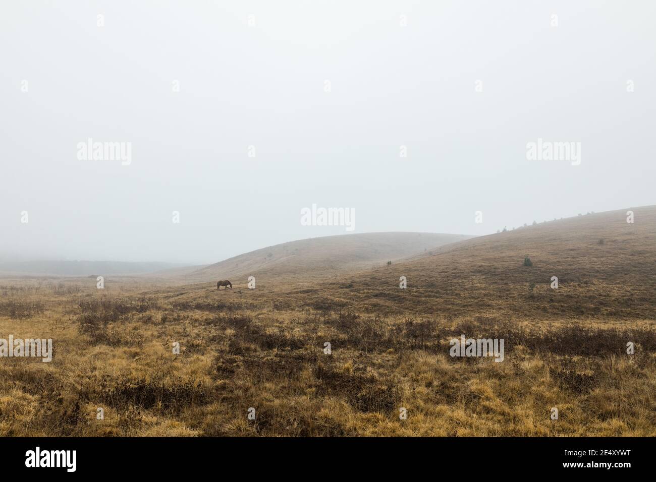 Tranquil scenery meadow on hi-res stock photography and images - Alamy
