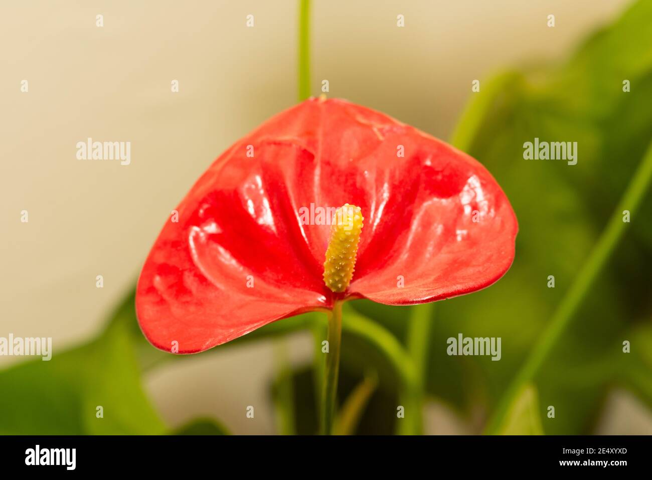Altar lily hi-res stock photography and images - Alamy