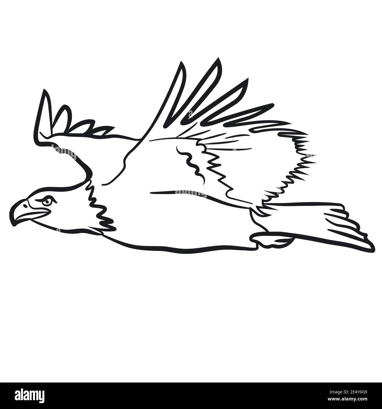 Black And White Outline Eagle Eagle Drawing PNG Transparent Images