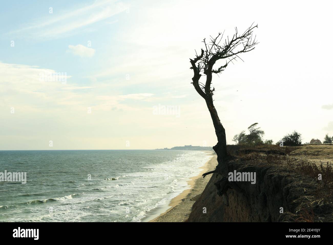Slope with lonely tree on sea beach Stock Photo - Alamy
