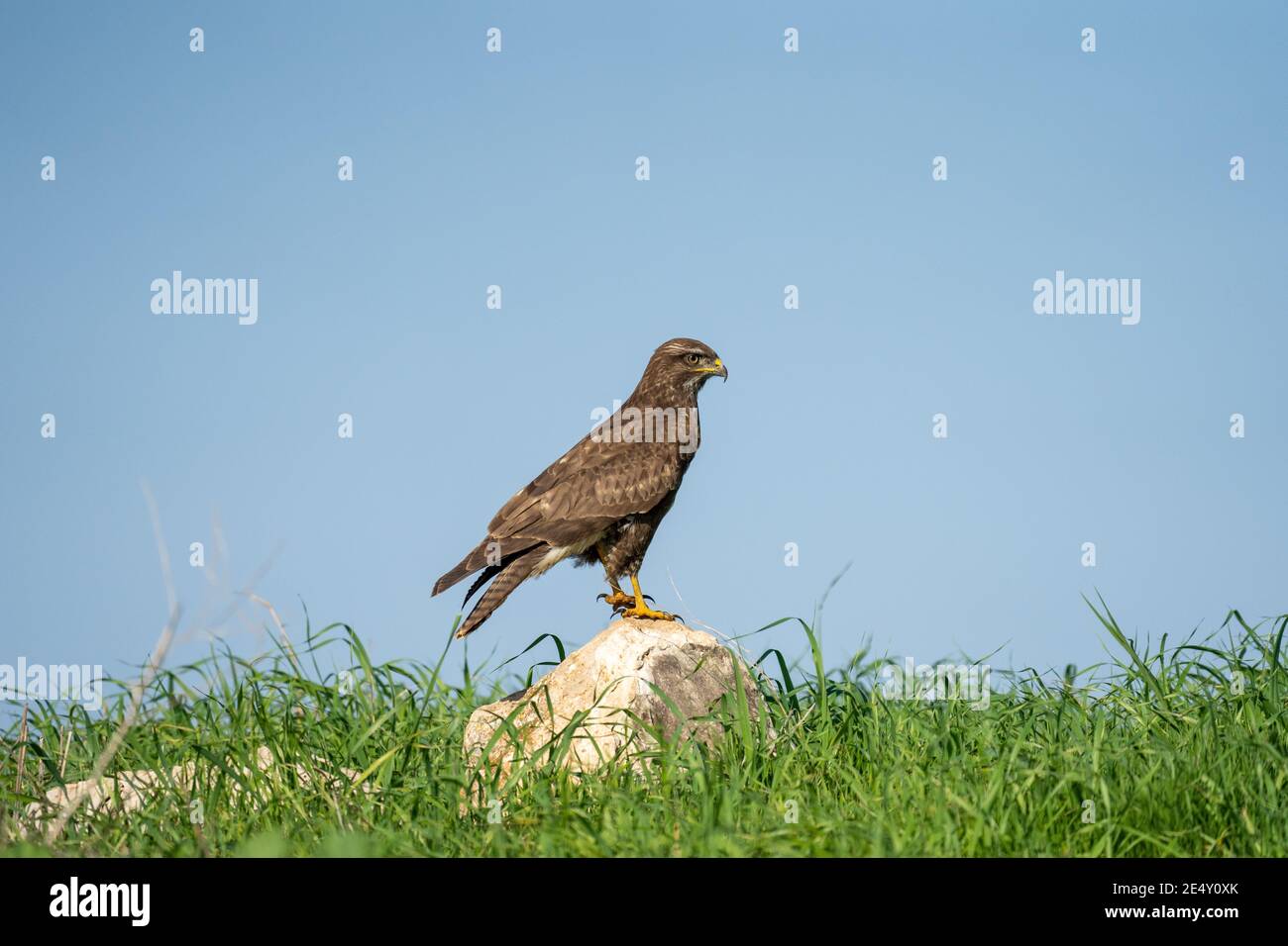 Common buzzard (Buteo buteo) on the ground. This bird of prey is found ...