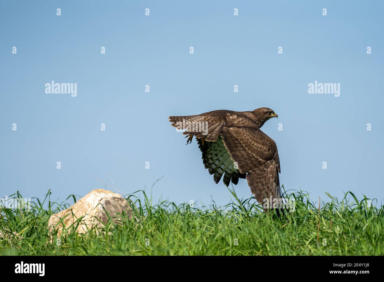 Carnivorous bird hi-res stock photography and images - Alamy