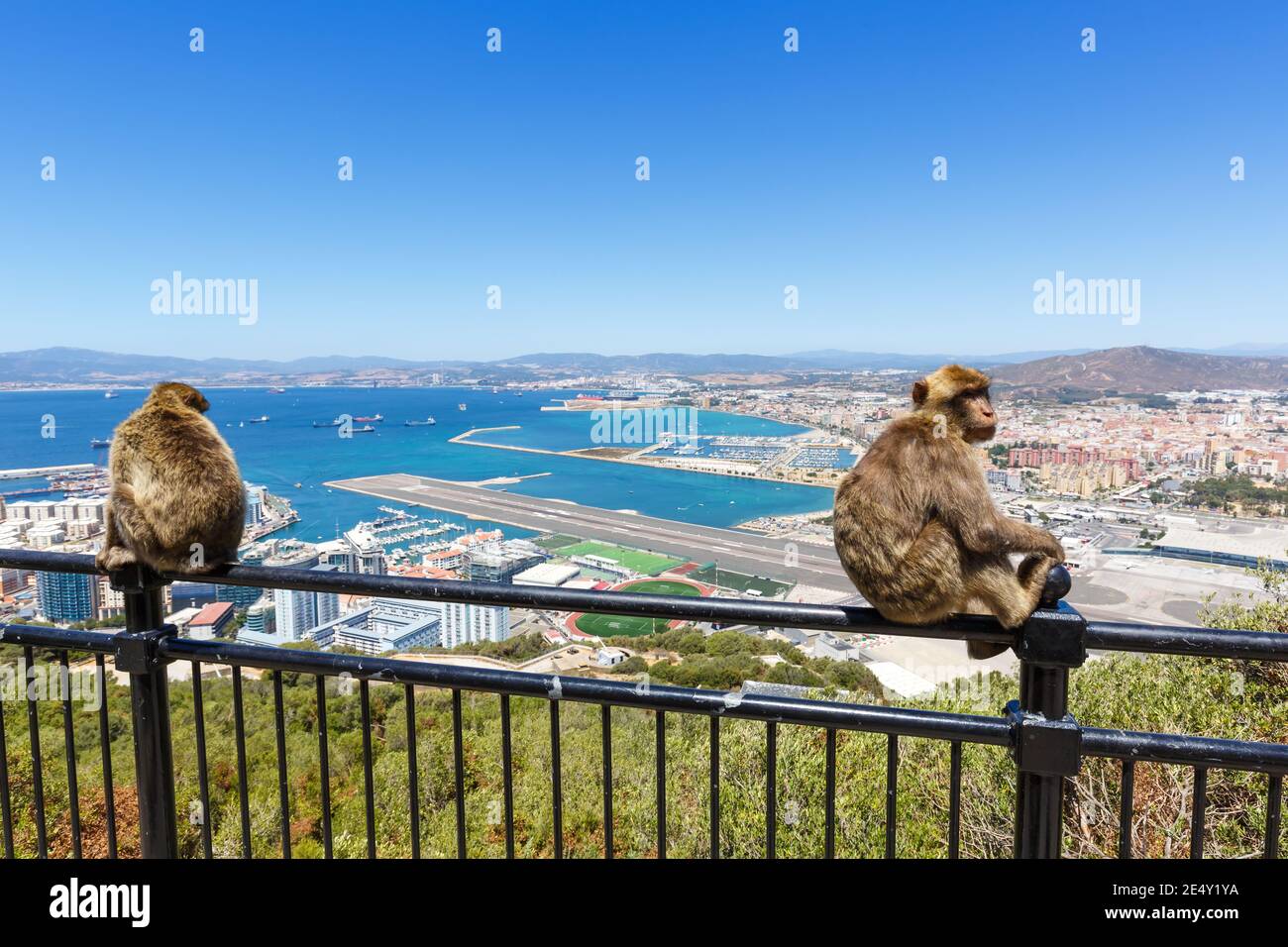 Gibraltar – July 29, 2018: Macaques monkeys on the Rock at Gibraltar ...