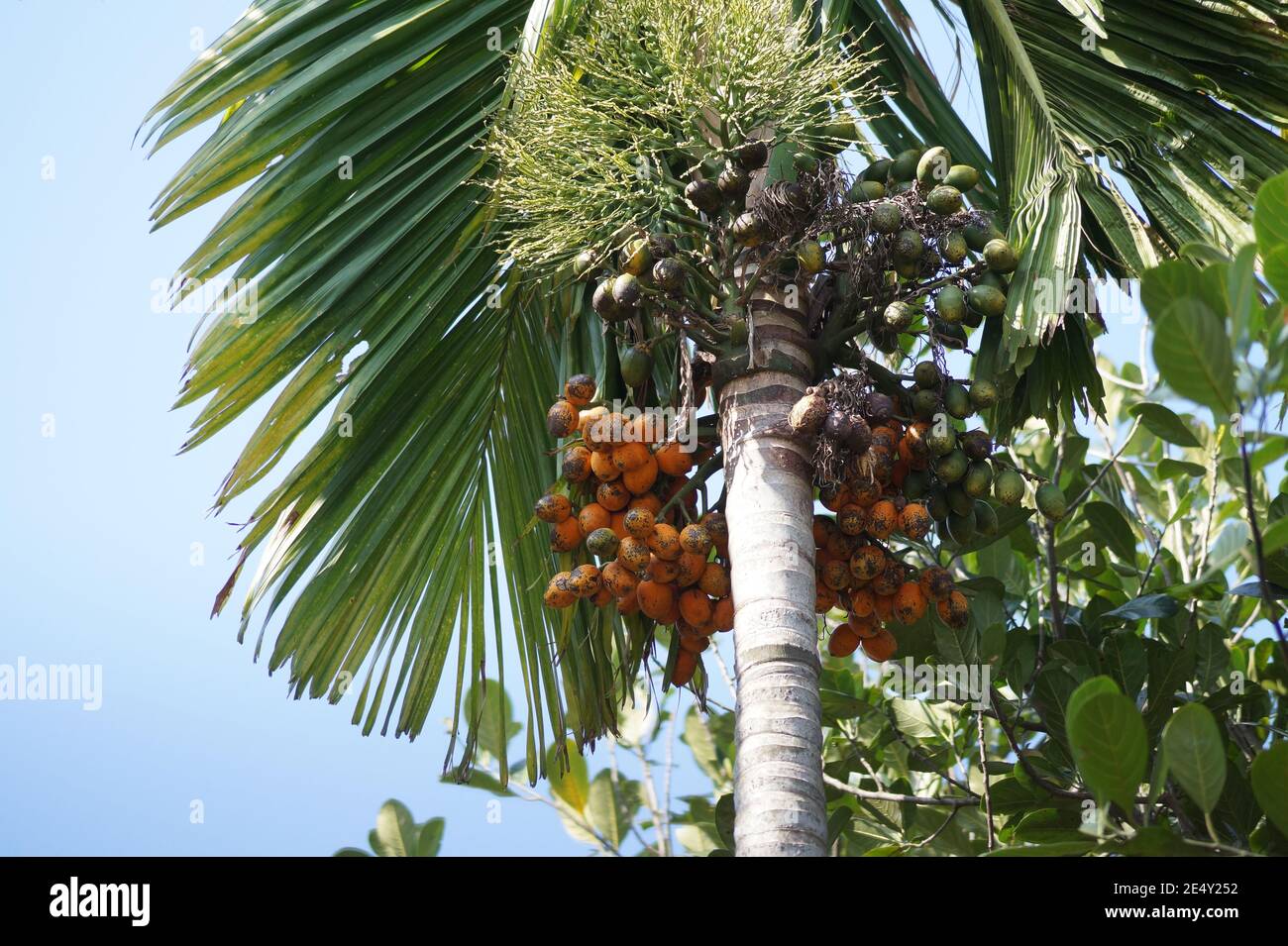 Areca flower hi-res stock photography and images - Alamy