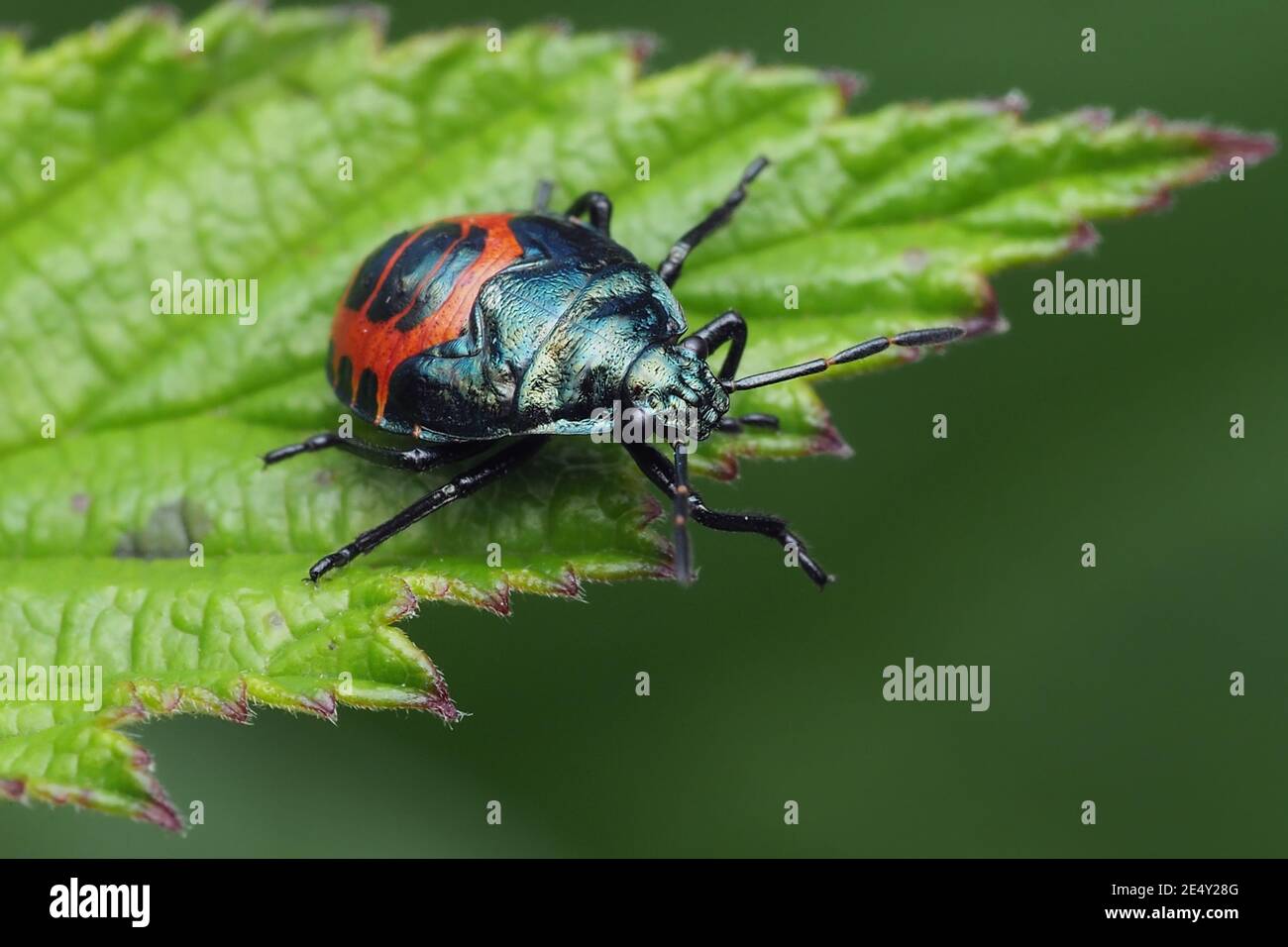 Blue Shieldbug final instar nymph (Zicrona caerulea) on plant leaf ...