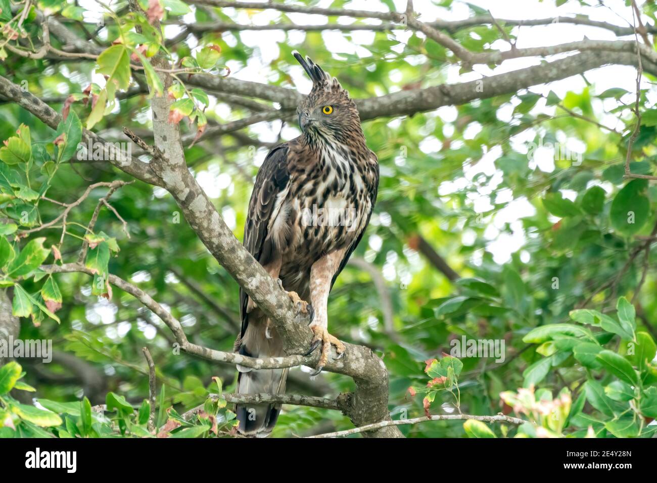 Changeable Hawk-eagle or crested hawk-eagle (Nisaetus cirrhatus), adult perched in tree, Sri ...