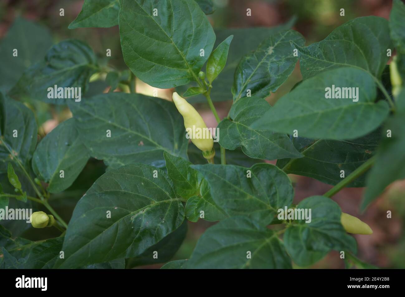 White chilly plant on the farm Stock Photo - Alamy