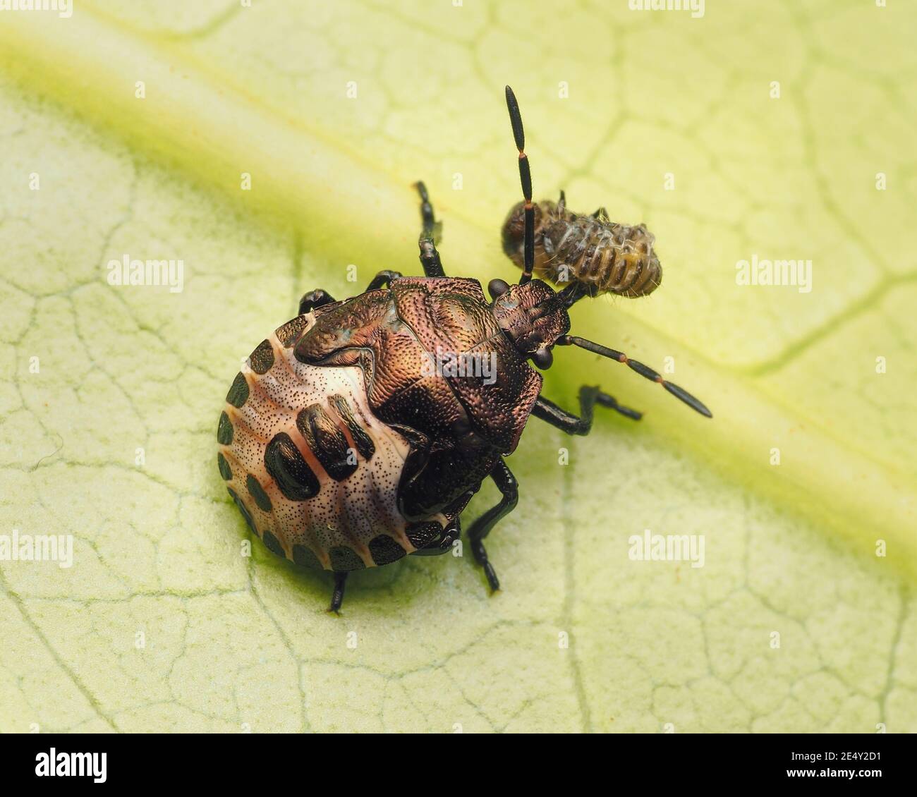 Heather beetle larva hi-res stock photography and images - Alamy