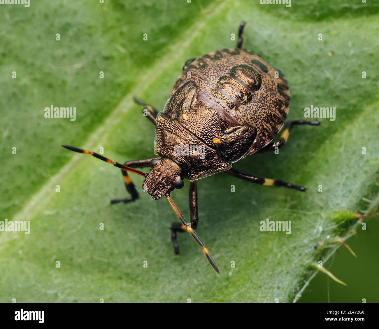 Spiked shieldbug nymph hi-res stock photography and images - Alamy