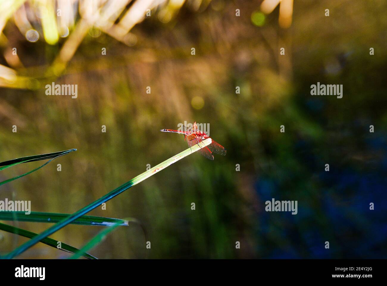 African dragonfly hi-res stock photography and images - Alamy