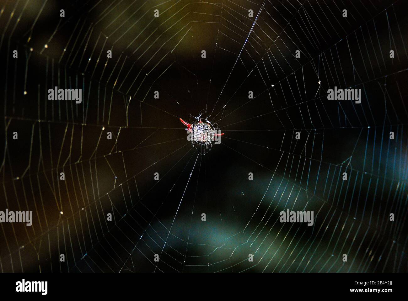 Tiny Spiny Spider Gasteracantha in spider work is very interesting ...