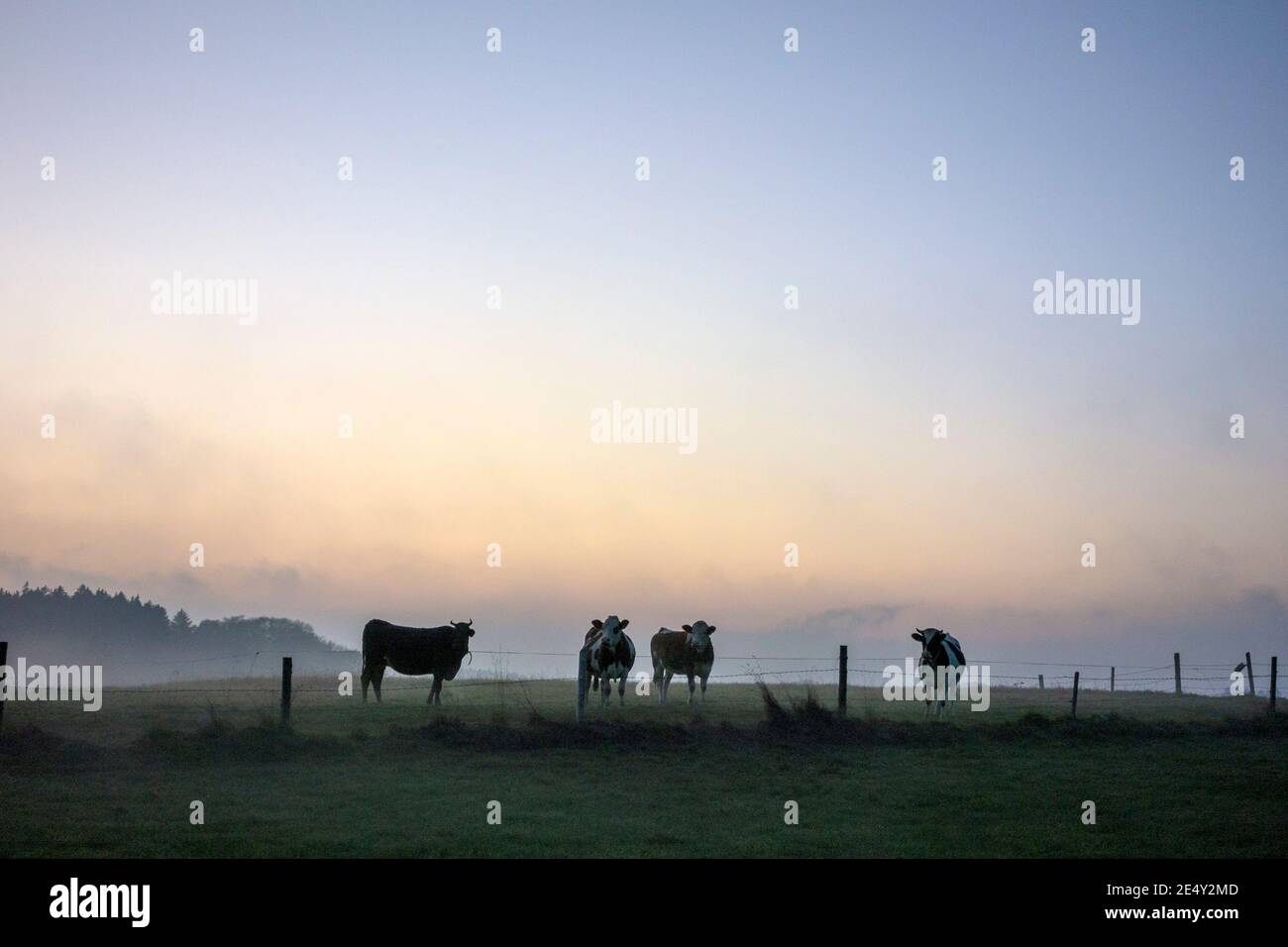 Proud cows hi-res stock photography and images - Alamy