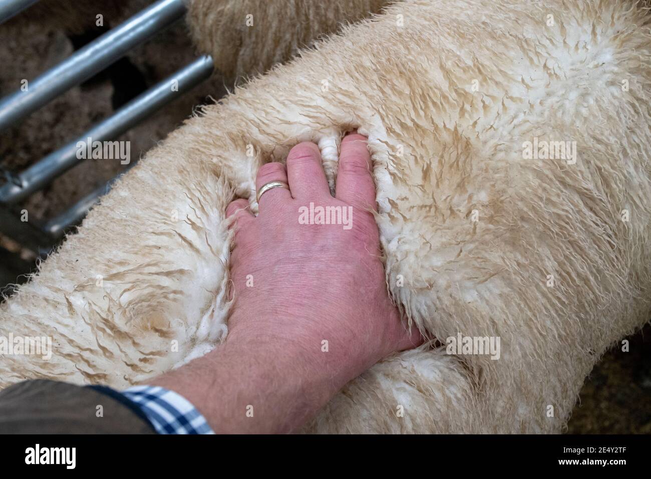 Farmer feeling the back of a sheep to check how fit it is. Co. Durham ...