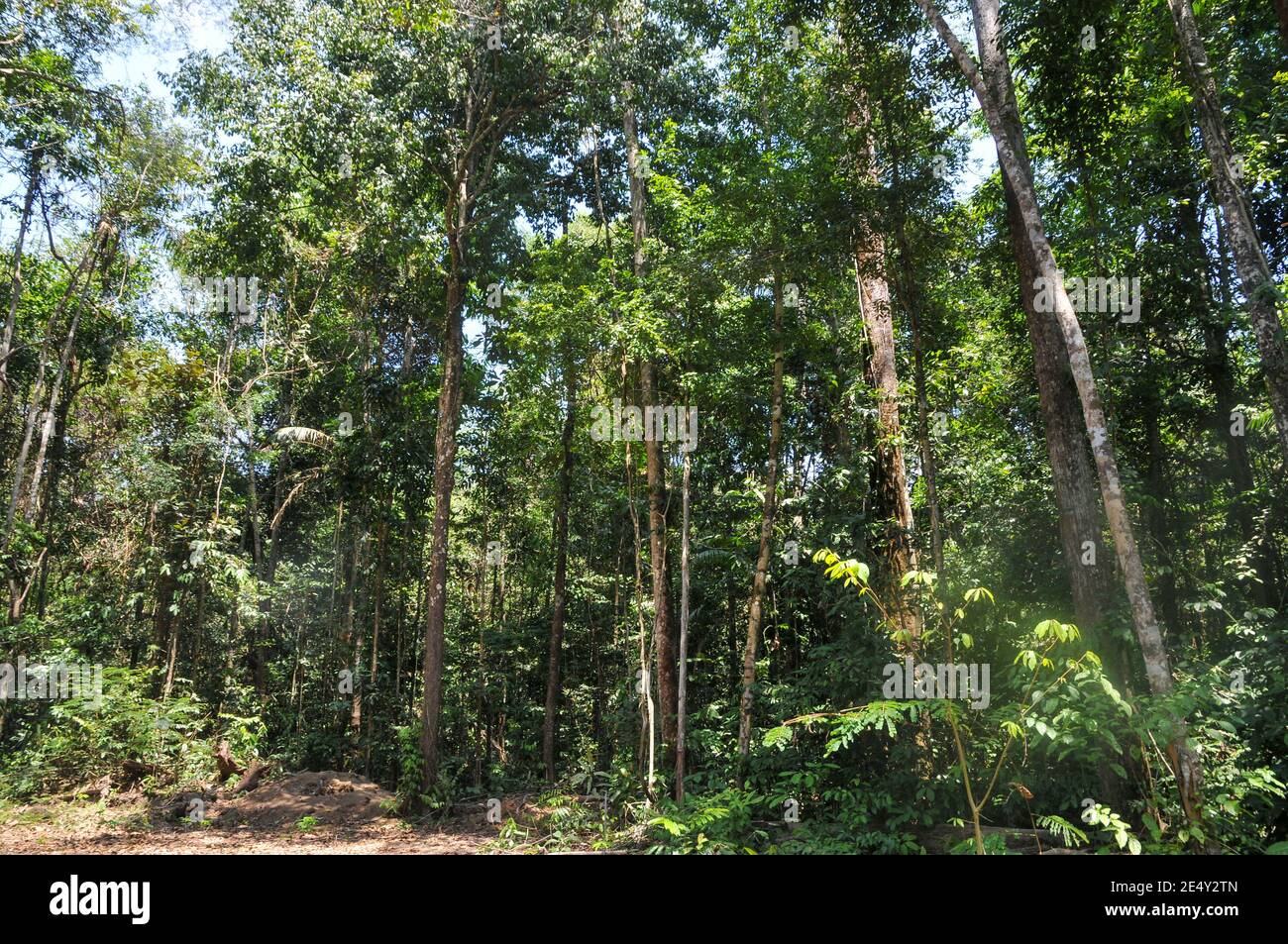 Amazonian Rain forest fire, Brazil 2020 Stock Photo - Alamy