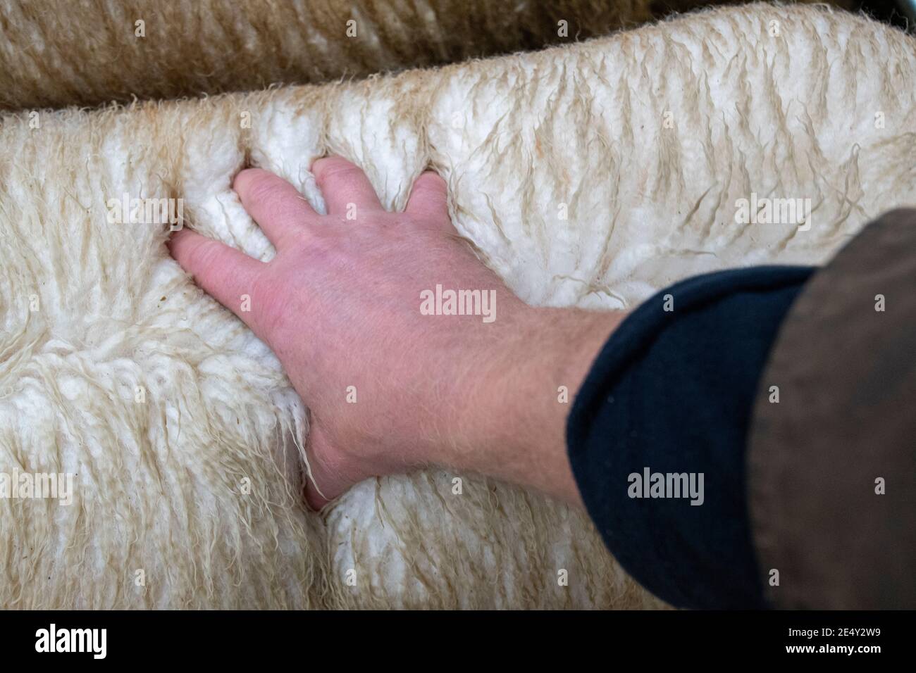 Sheep health check hi-res stock photography and images - Alamy