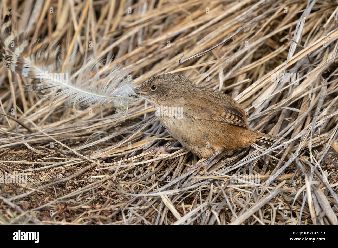 Cobb's wren (Troglodytes cobbi) single bird with feather for nest ...