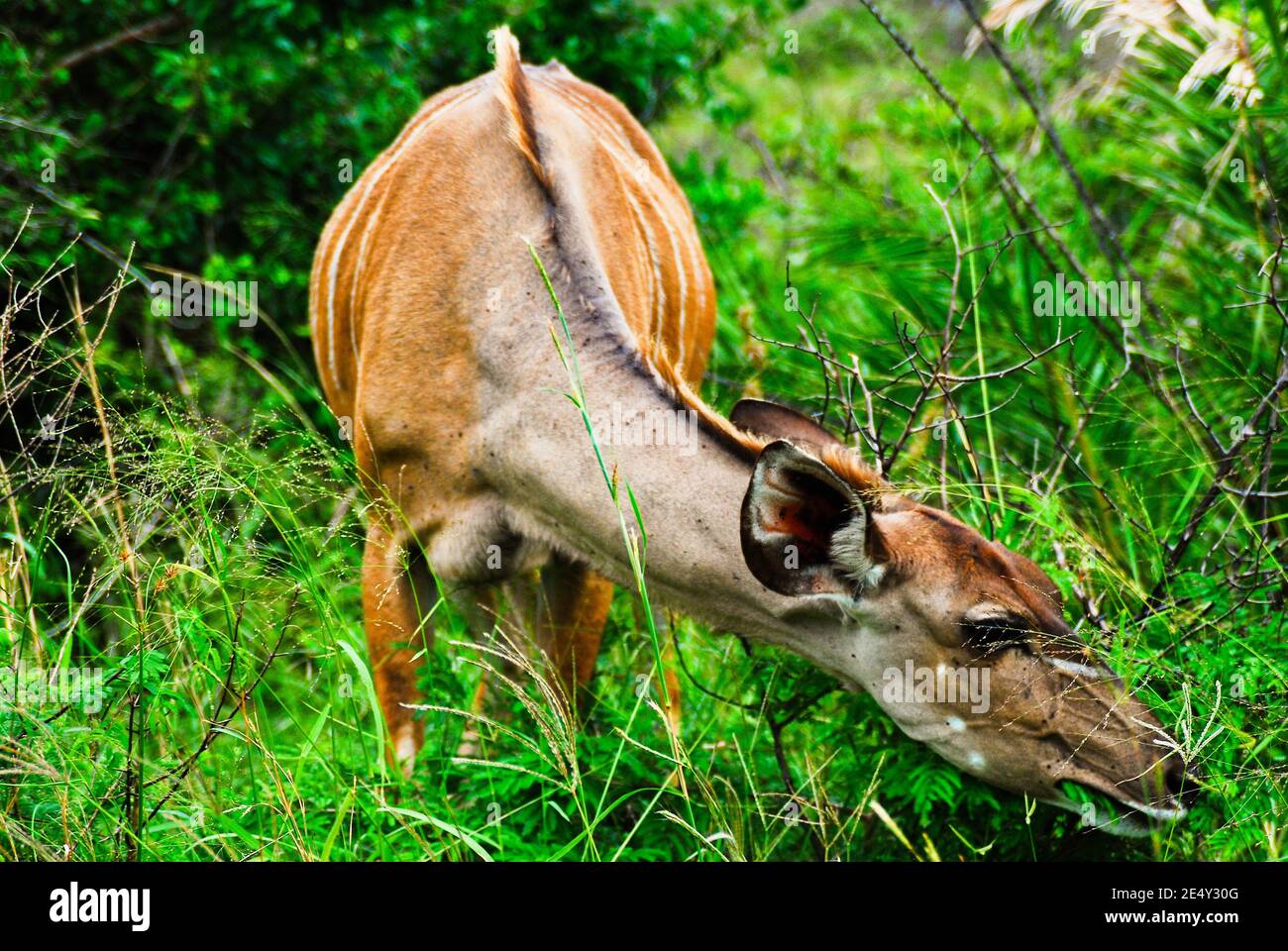 Long neck of the Greater Kudu female Stock Photo - Alamy