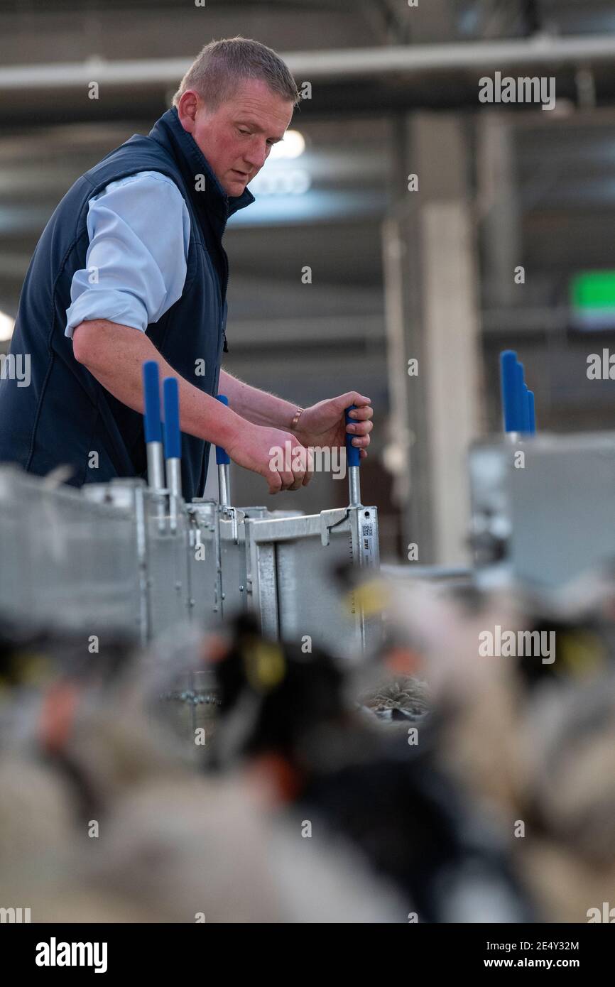 Farmers sorting sheep through a race in an agricultural shed ...