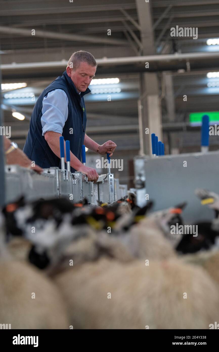 Farmers sorting sheep through a race in an agricultural shed ...