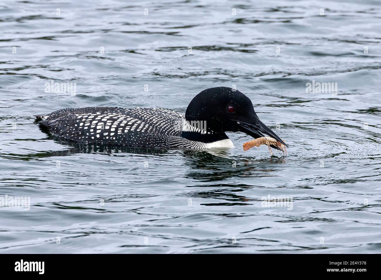 Common Loon or great northern diver (Gavia immer), adult in breeding ...