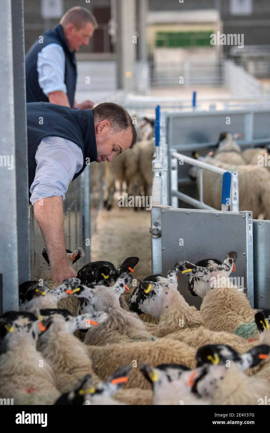 Farmers sorting sheep through a race in an agricultural shed ...