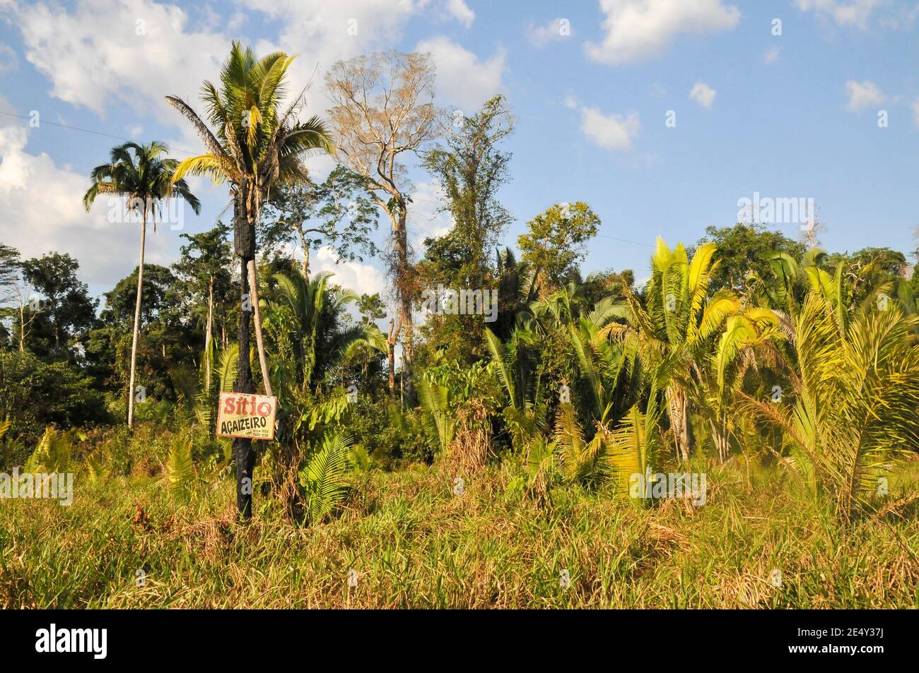 Brazilian Fire Tree High Resolution Stock Photography and Images - Alamy