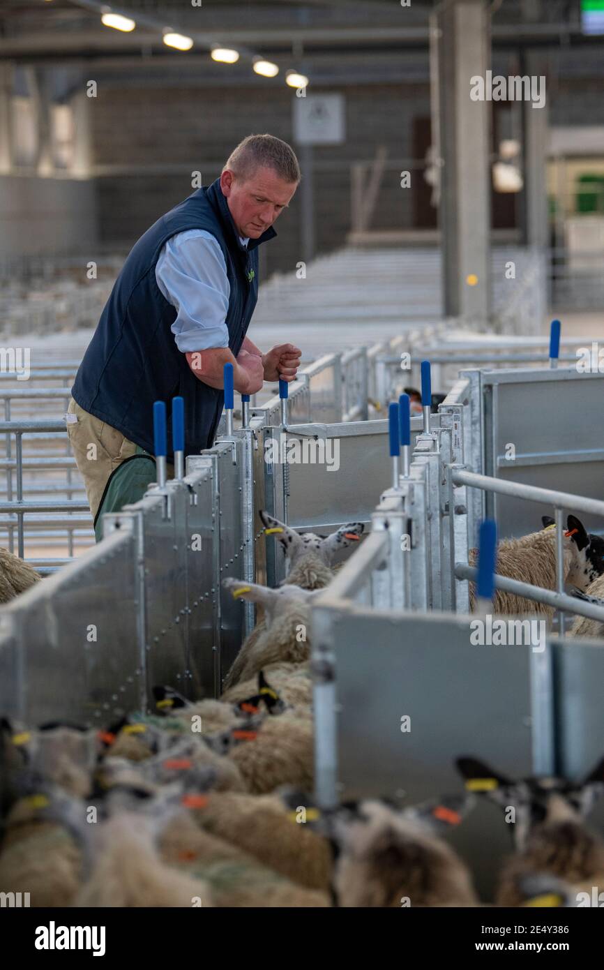 Farmers sorting sheep through a race in an agricultural shed ...