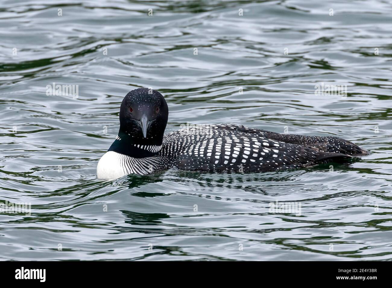 Common Loon or great northern diver (Gavia immer), adult in breeding ...