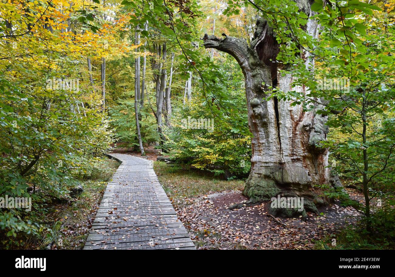 Old Oak Tree In Autumn Stock Photo - Alamy