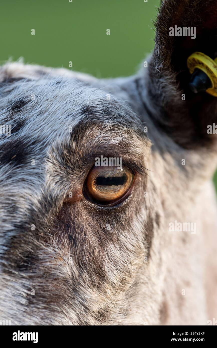 Wooly head hi-res stock photography and images - Alamy