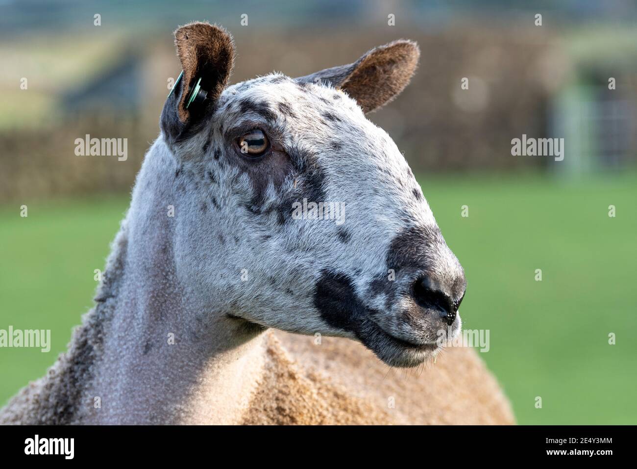 Close up of a Blue Faced Leicester's ewe head Stock Photo - Alamy