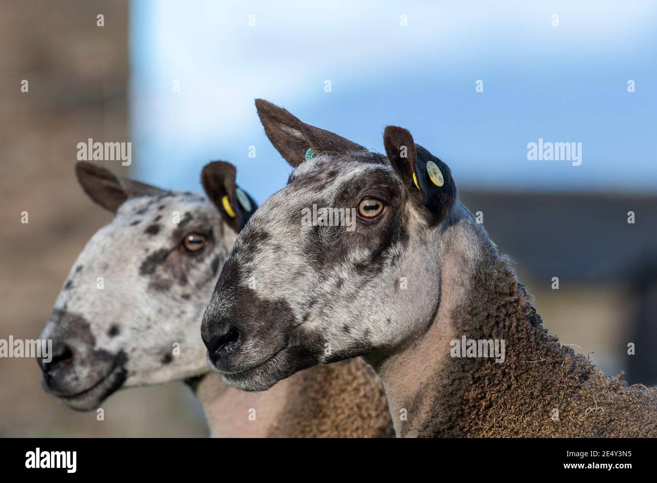 Speckle faced sheep hi-res stock photography and images - Alamy