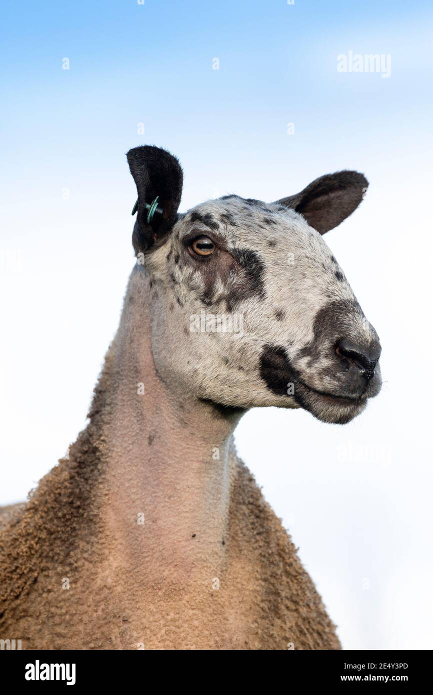 Wooly head hi-res stock photography and images - Alamy