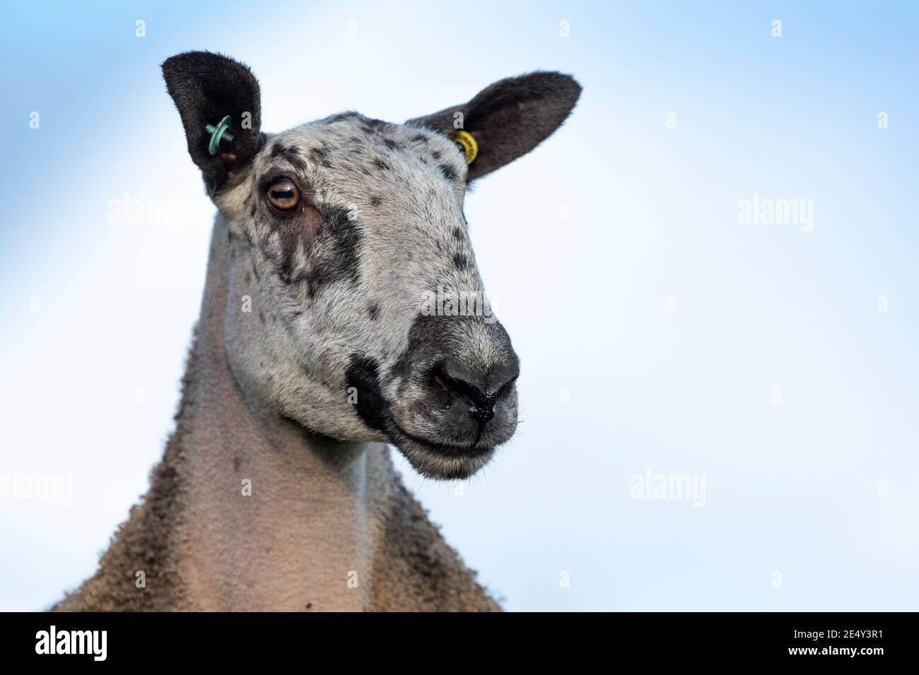 Close up of a Blue Faced Leicester's ewe head Stock Photo - Alamy