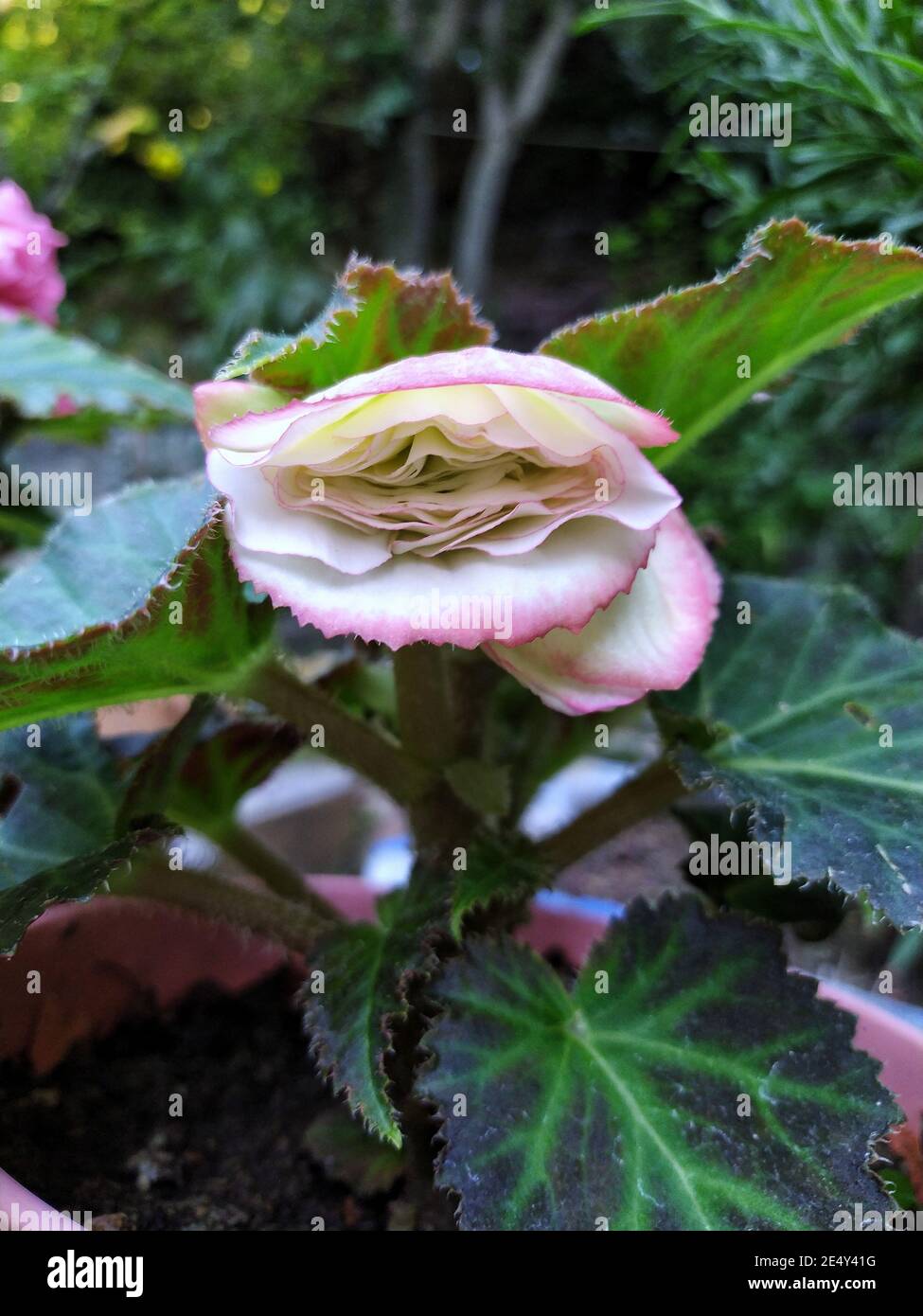 Guzel cicekler hi-res stock photography and images - Alamy