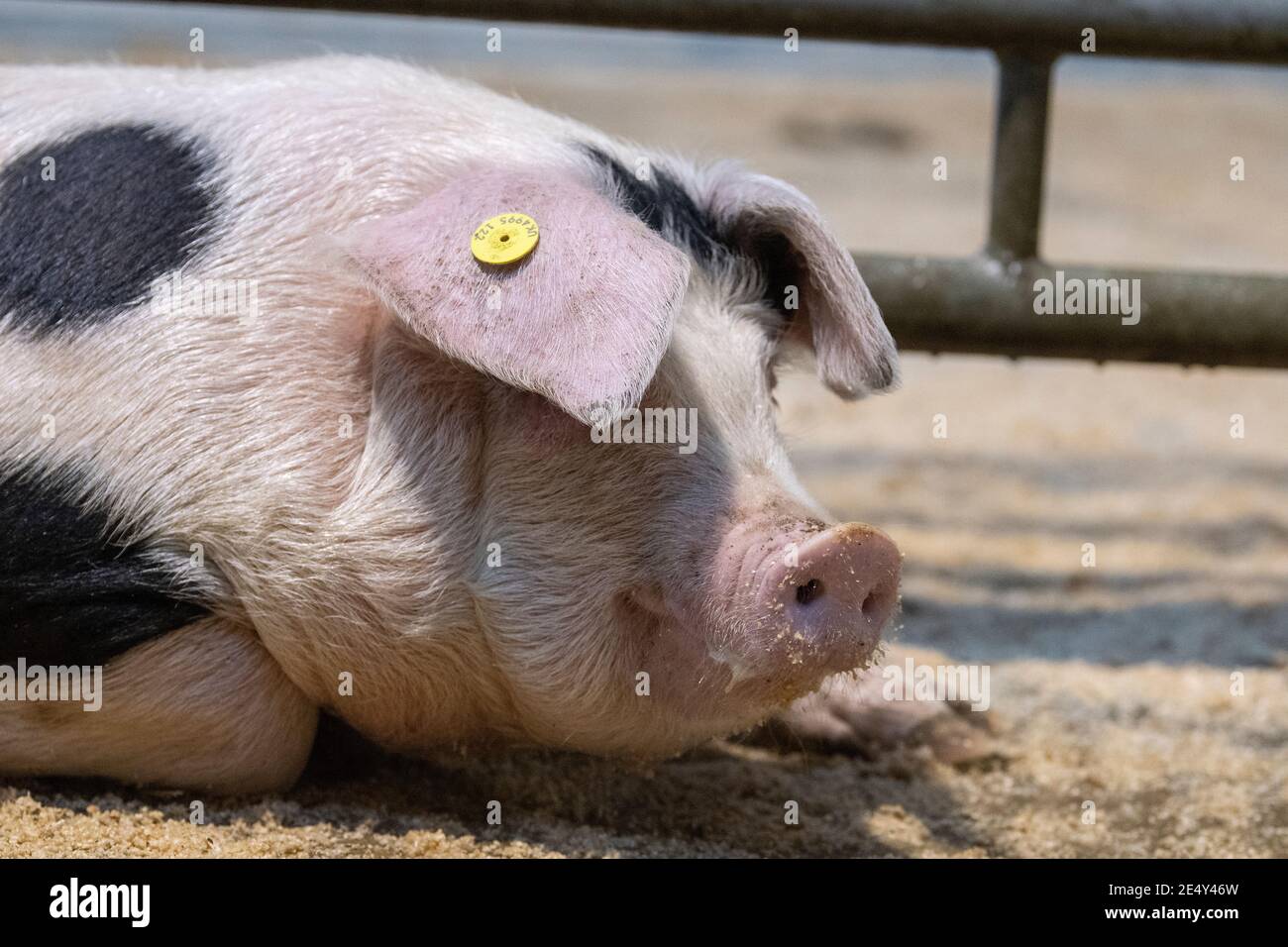 Pig auction hi-res stock photography and images - Alamy