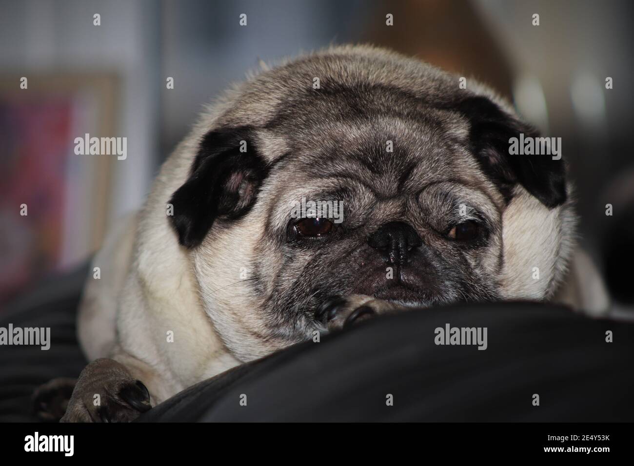 Female pug hi-res stock photography and images - Alamy