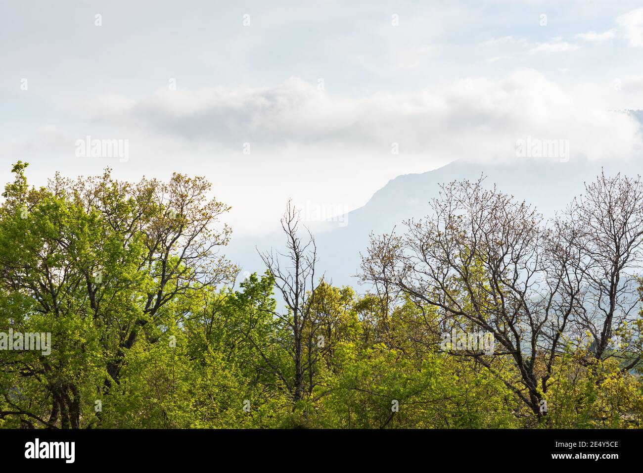 Spring forest, mountains, clouds.A sunny landscape with treetops at the ...