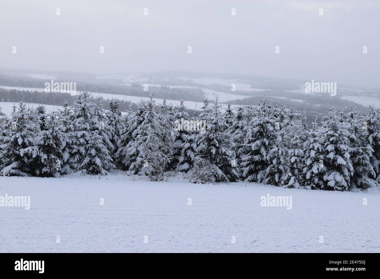 gloomy snow storm day in the Eifel Stock Photo - Alamy