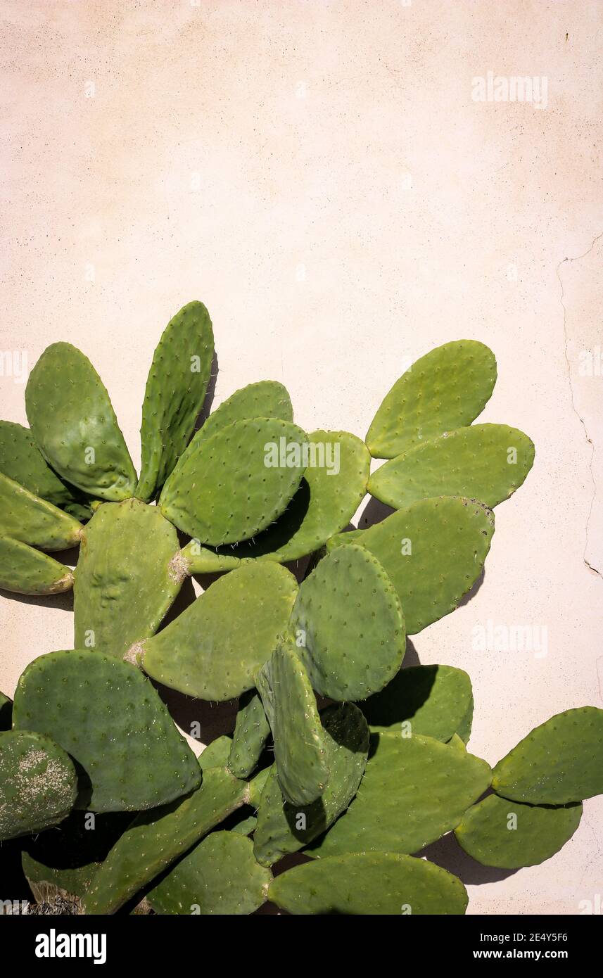 Prickly texture hi-res stock photography and images - Alamy