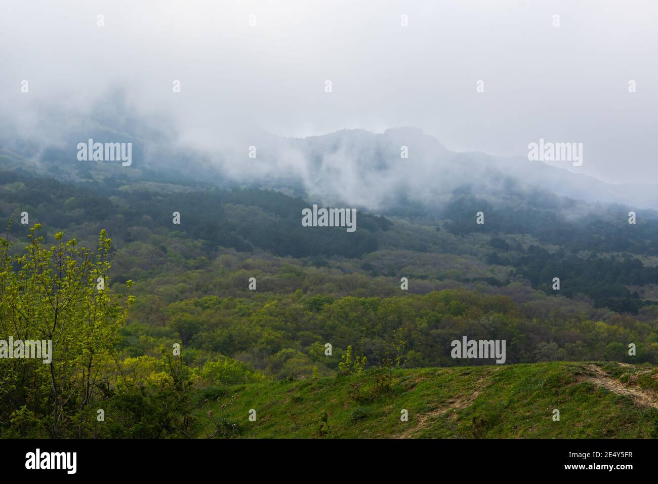 Spring forest, mountains, clouds. Overcast landscape with green trees ...