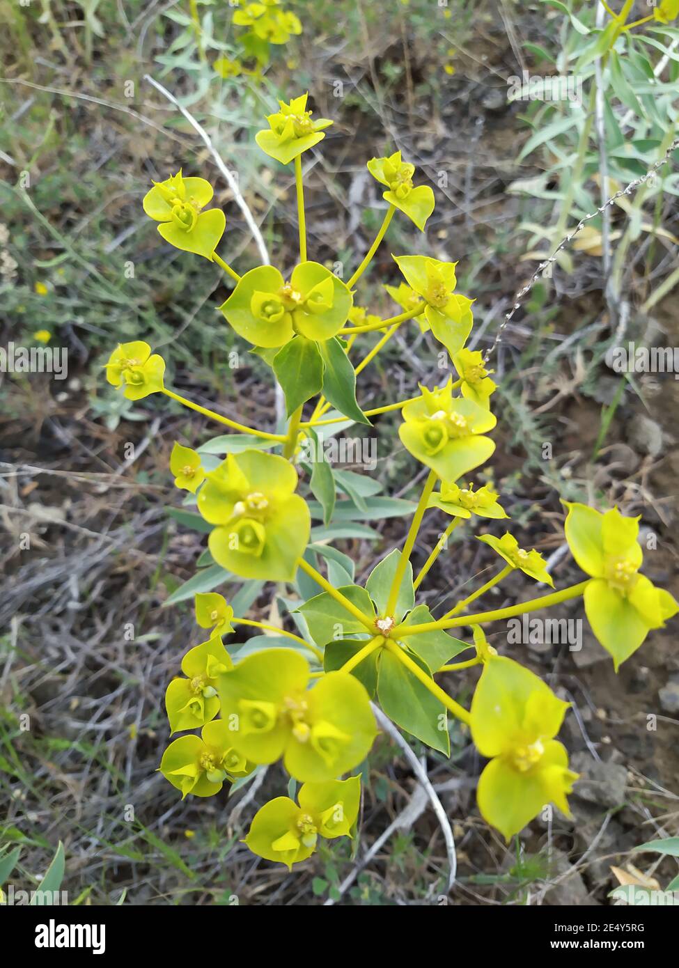 Guzel Cicekler High Resolution Stock Photography and Images - Alamy